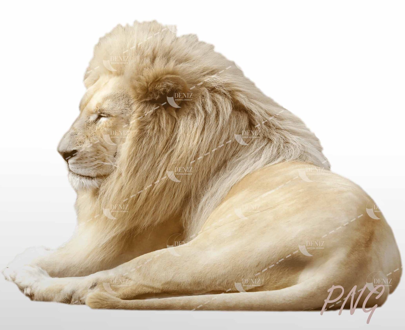 Lion Overlays, Lion Image PNG File Easily Downloadable, Lion Clipart ...