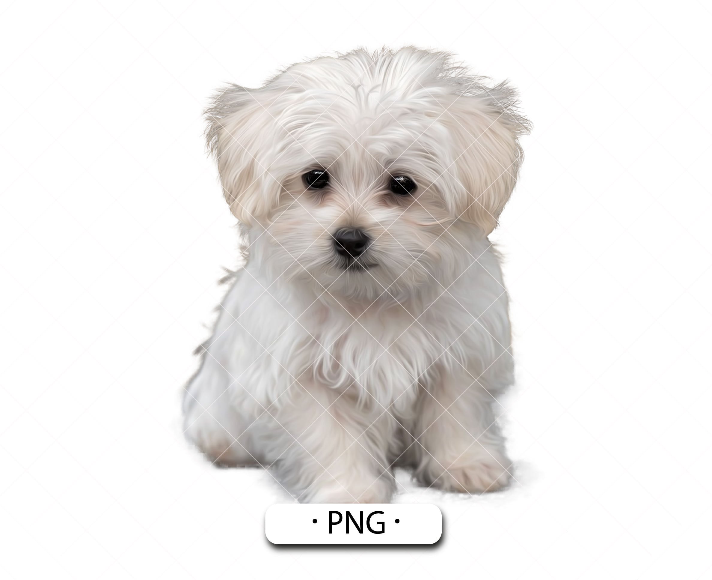 Malteser Clipart PNG Malteser Overlay Sublimation Design - Etsy Schweiz