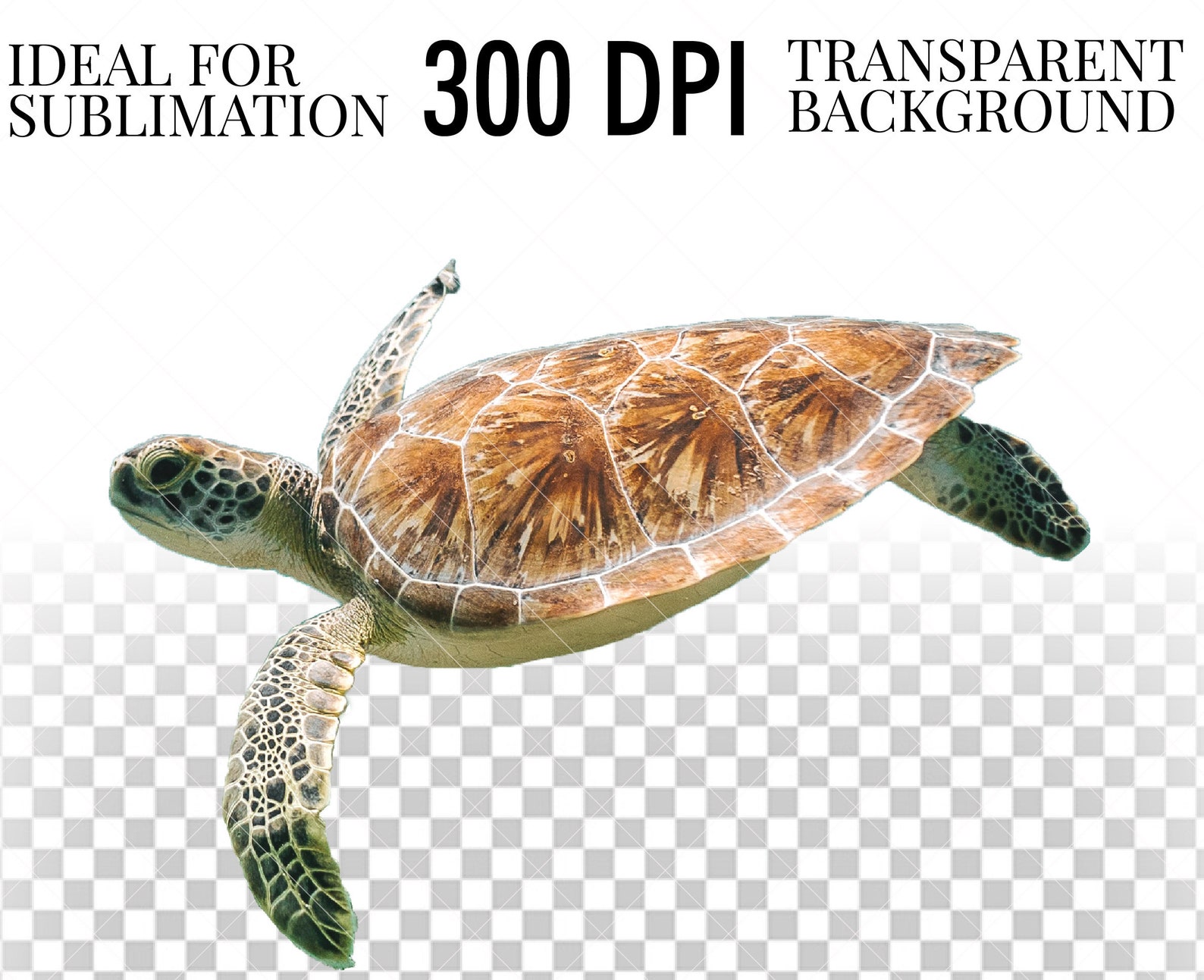 Sea Turtle Overlay, Turtle PNG Clipart, Transparent Background Turtle ...