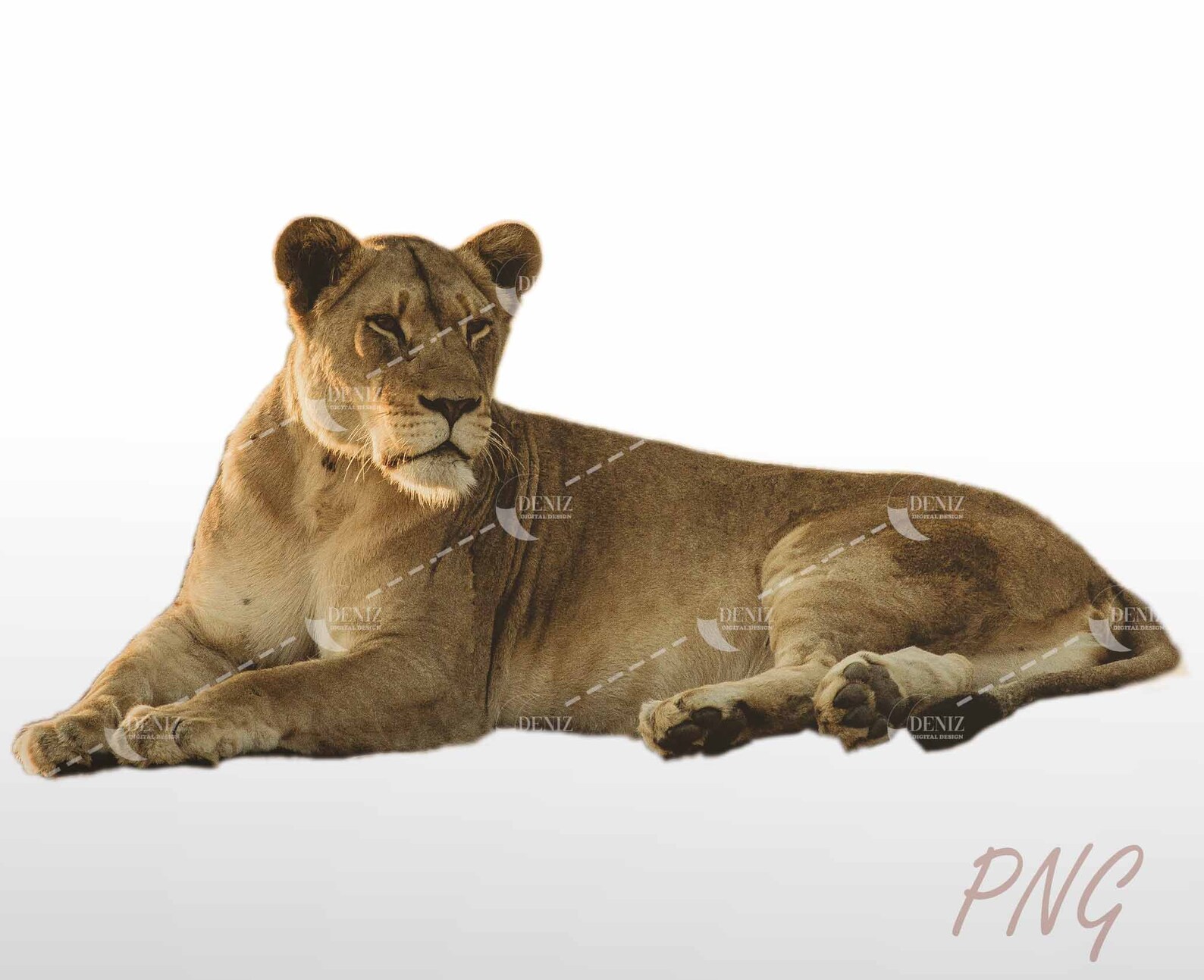 Lion Overlays, Lion Image PNG File Easily Downloadable, Lion Clipart ...