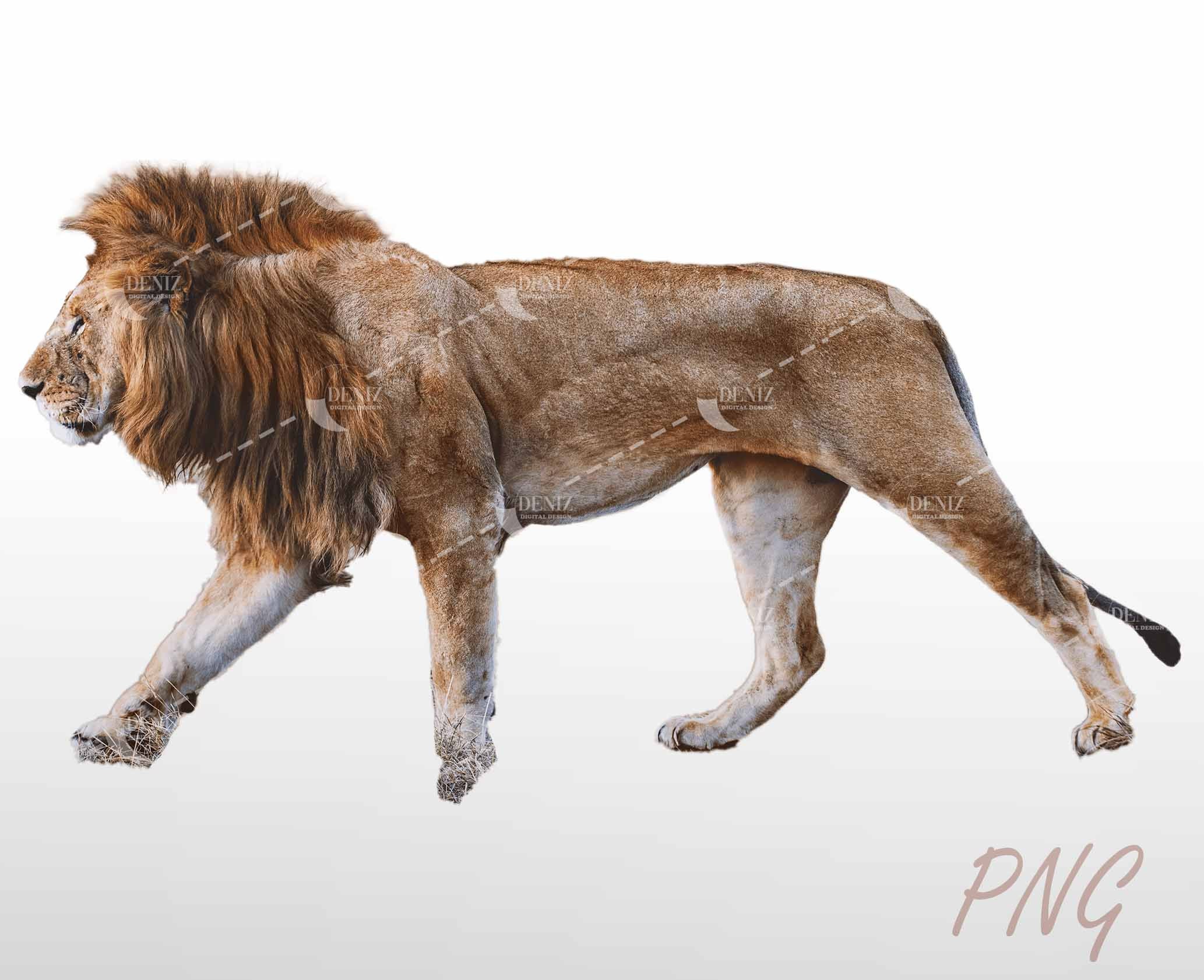 Lion Overlays, Lion Image PNG File Easily Downloadable, Lion Clipart ...