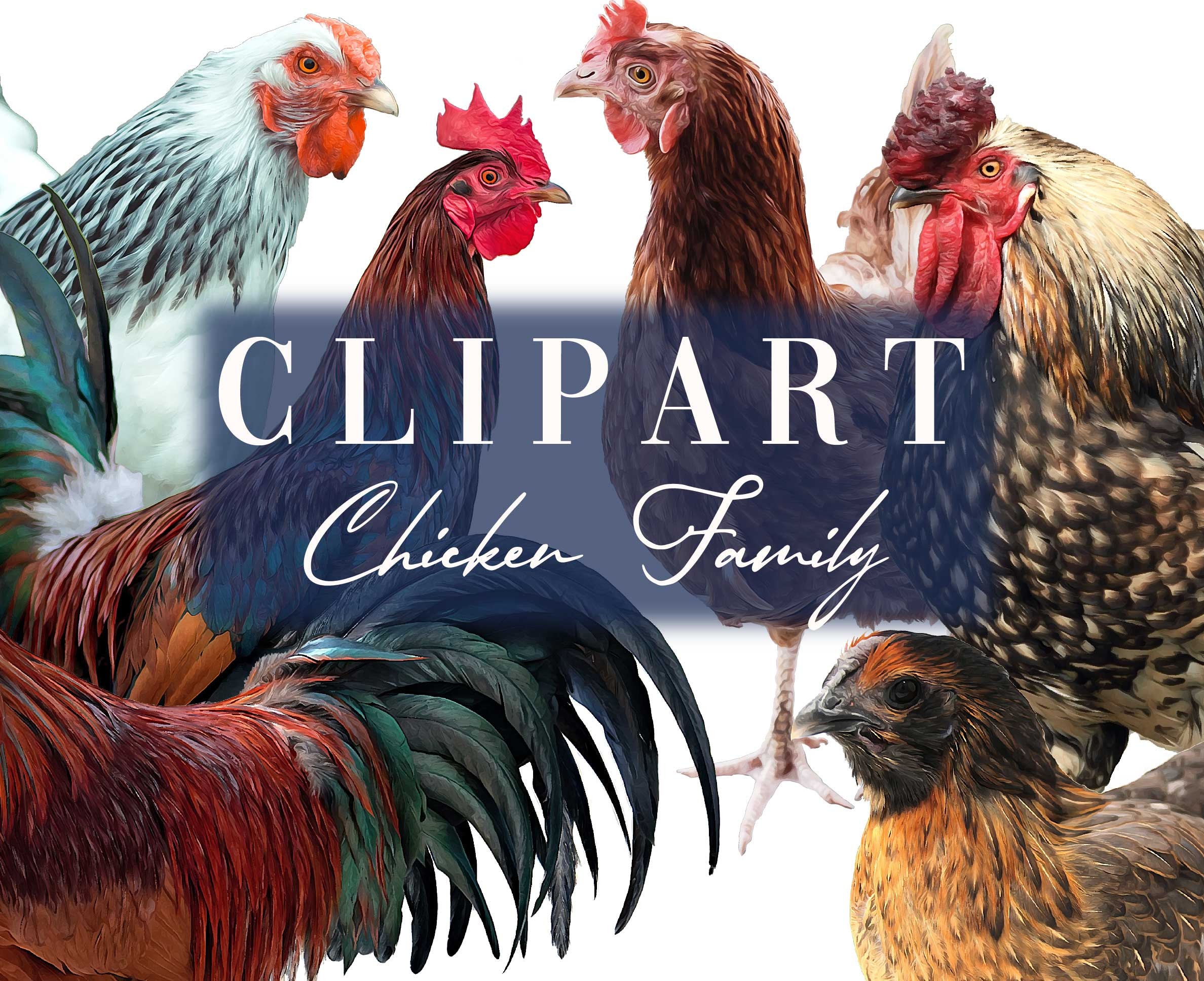Chicken Family Clipart, Colorful Rooster, Hens and Chick PNG, Chicken ...