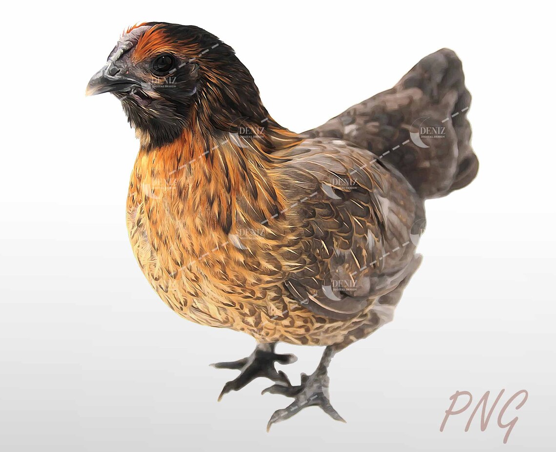 Chicken Family Clipart Colorful Rooster Hens and Chick PNG - Etsy