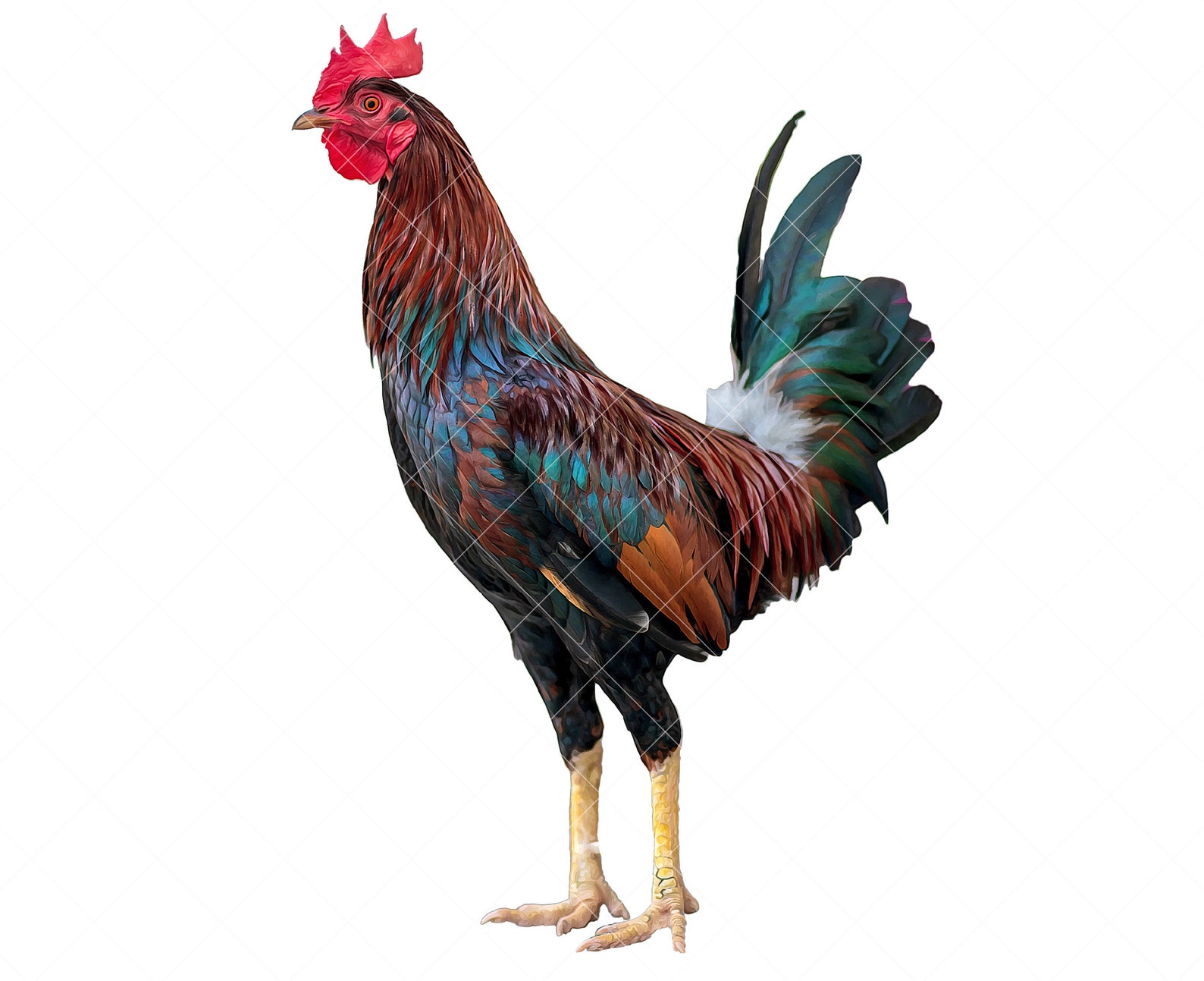 Chicken Family Clipart Colorful Rooster Hens and Chick PNG - Etsy