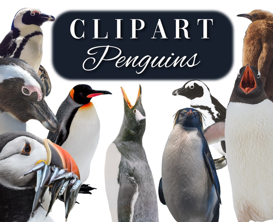 Penguin Clipart Set PNG Penguin Overlay Sublimation Design - Etsy