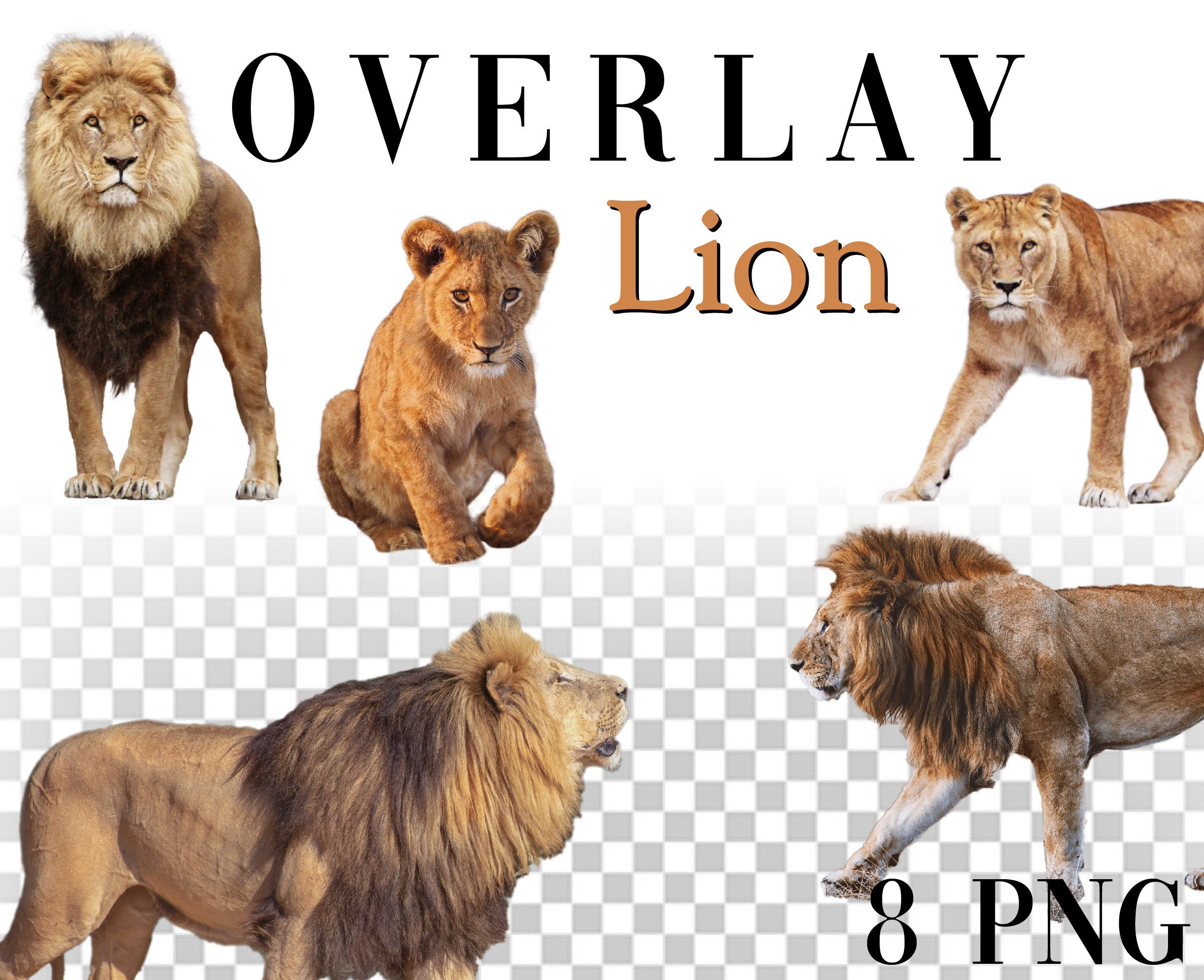 Lion Overlays Lion Image PNG File Easily Downloadable Lion - Etsy