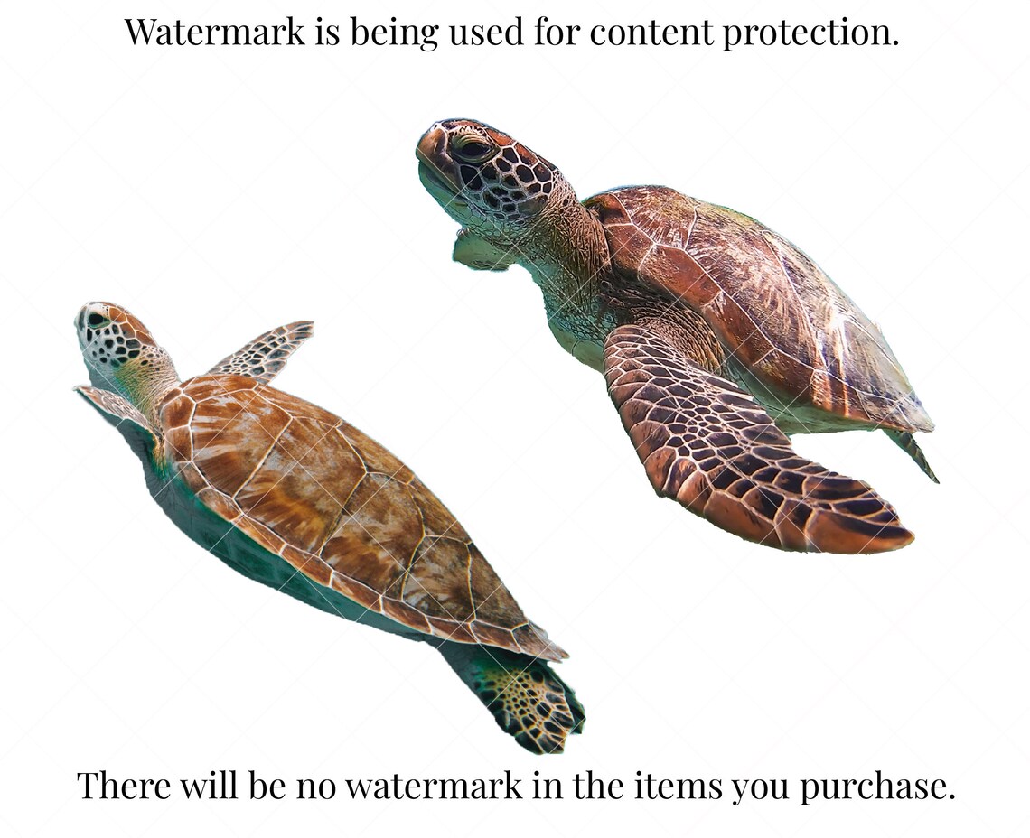Sea Turtle Overlay Turtle PNG Clipart Transparent Background - Etsy