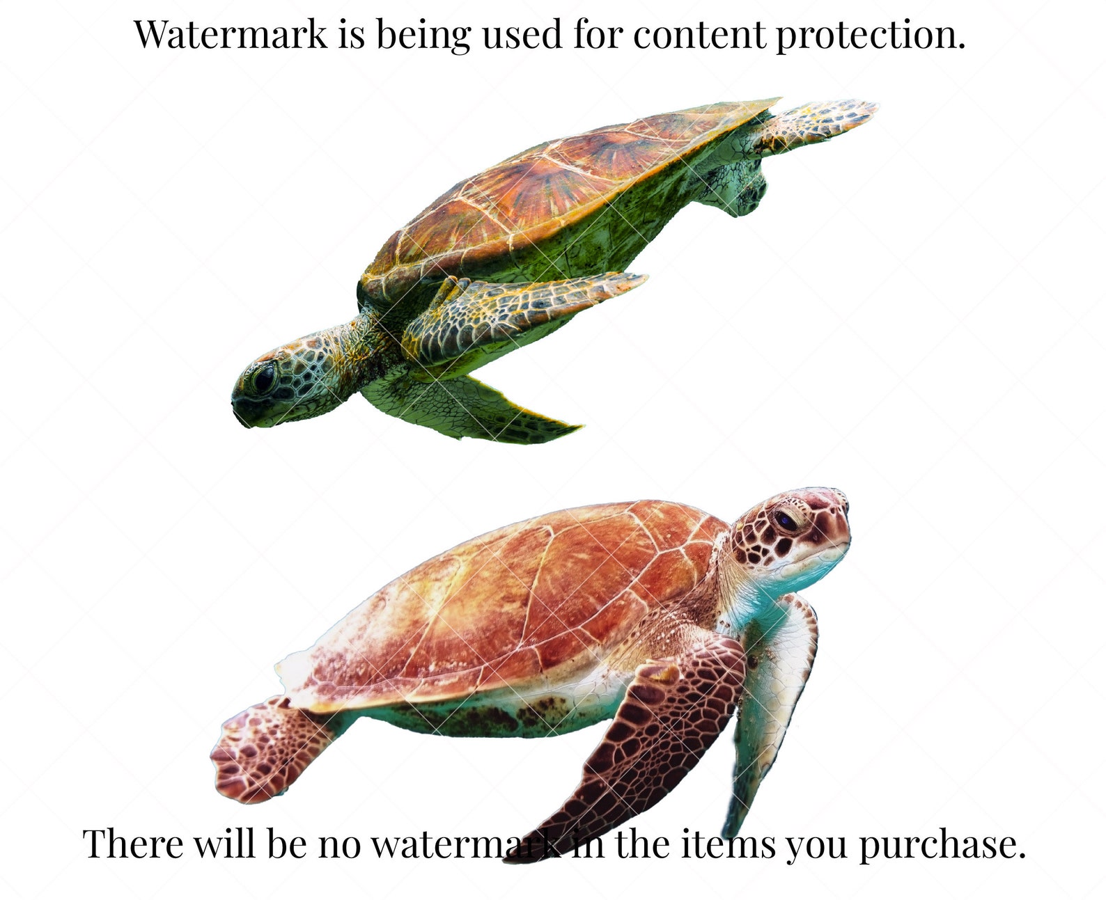 Sea Turtle Overlay, Turtle PNG Clipart, Transparent Background Turtle ...