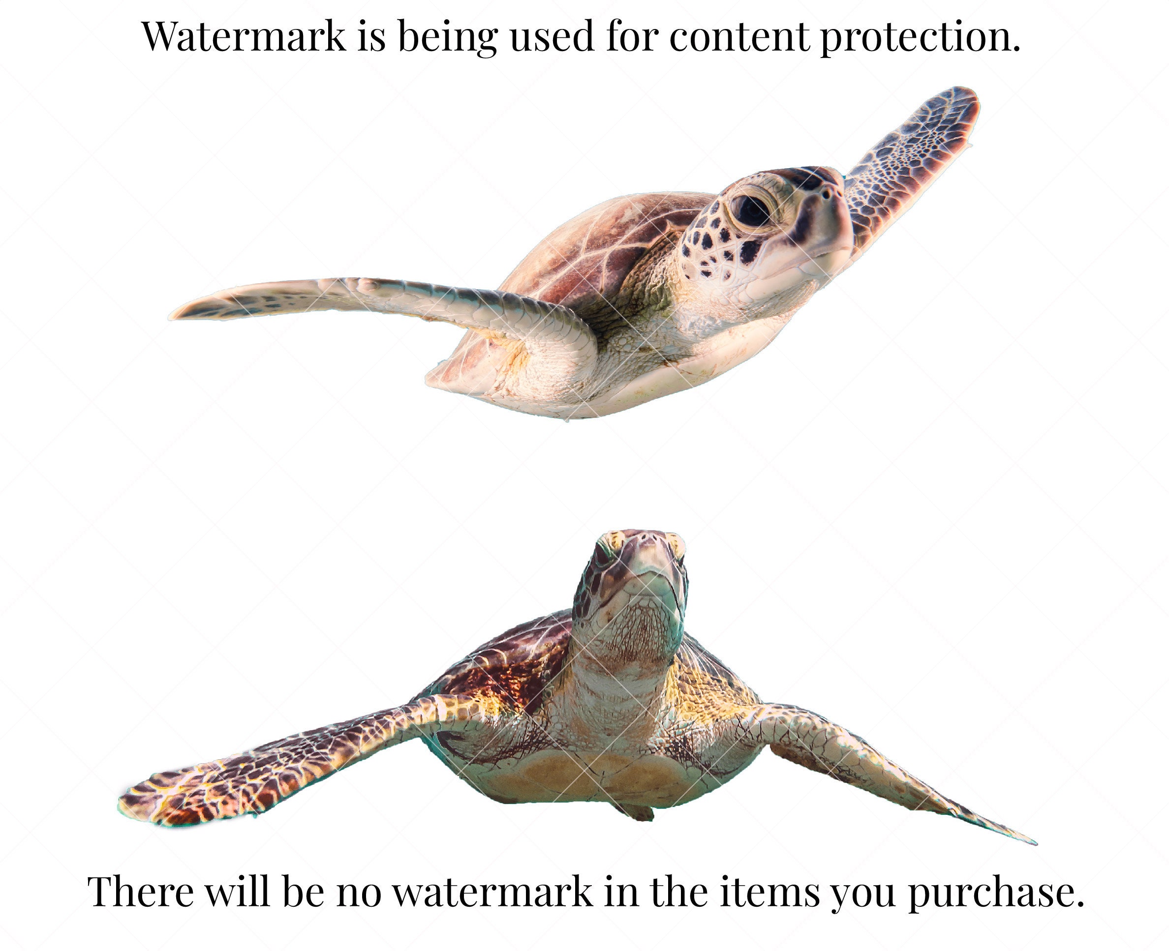 Sea Turtle Overlay, Turtle PNG Clipart, Transparent Background Turtle ...