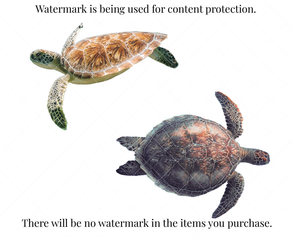 Sea Turtle Overlay Turtle PNG Clipart Transparent Background - Etsy