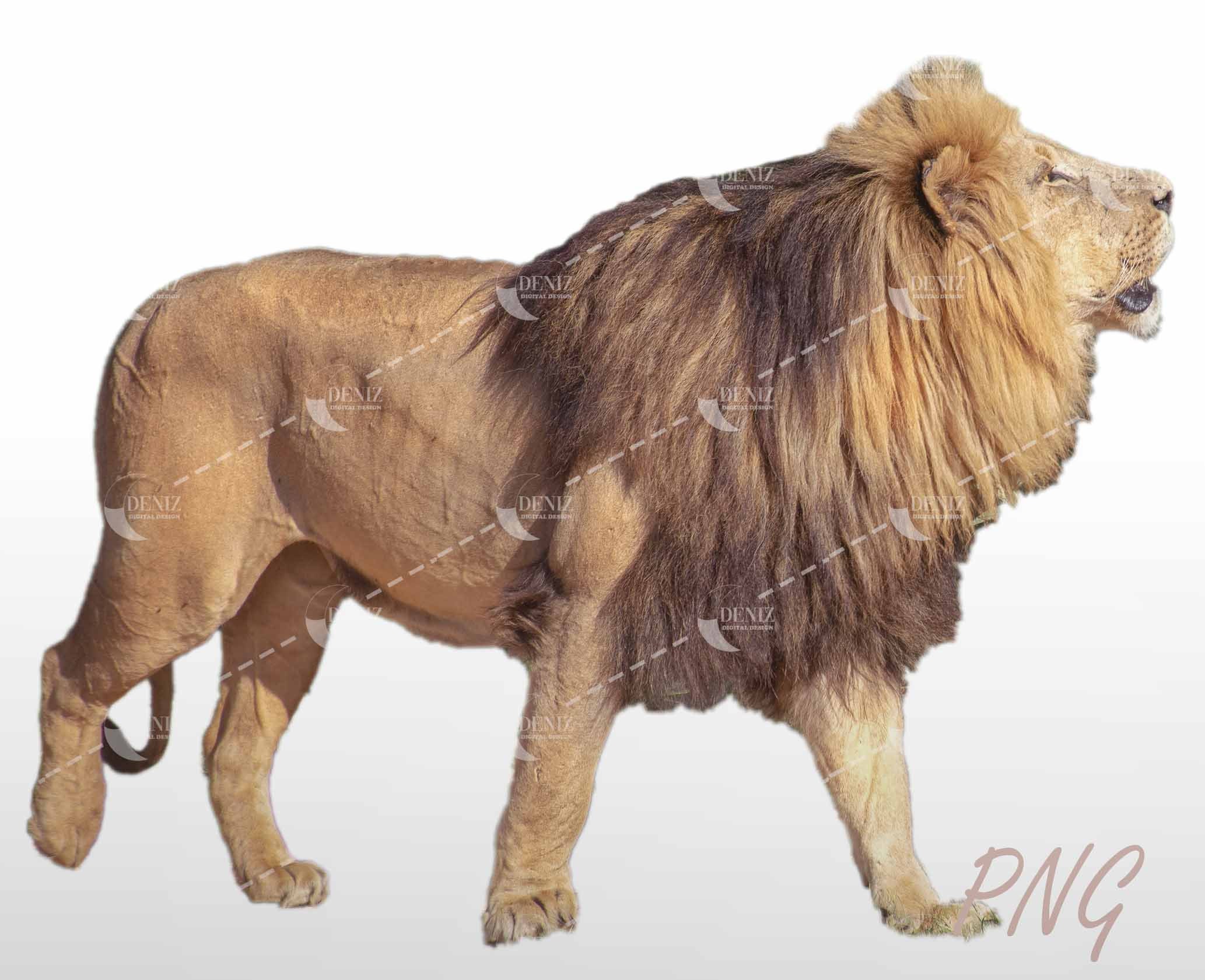 Lion Overlays, Lion Image PNG File Easily Downloadable, Lion Clipart ...