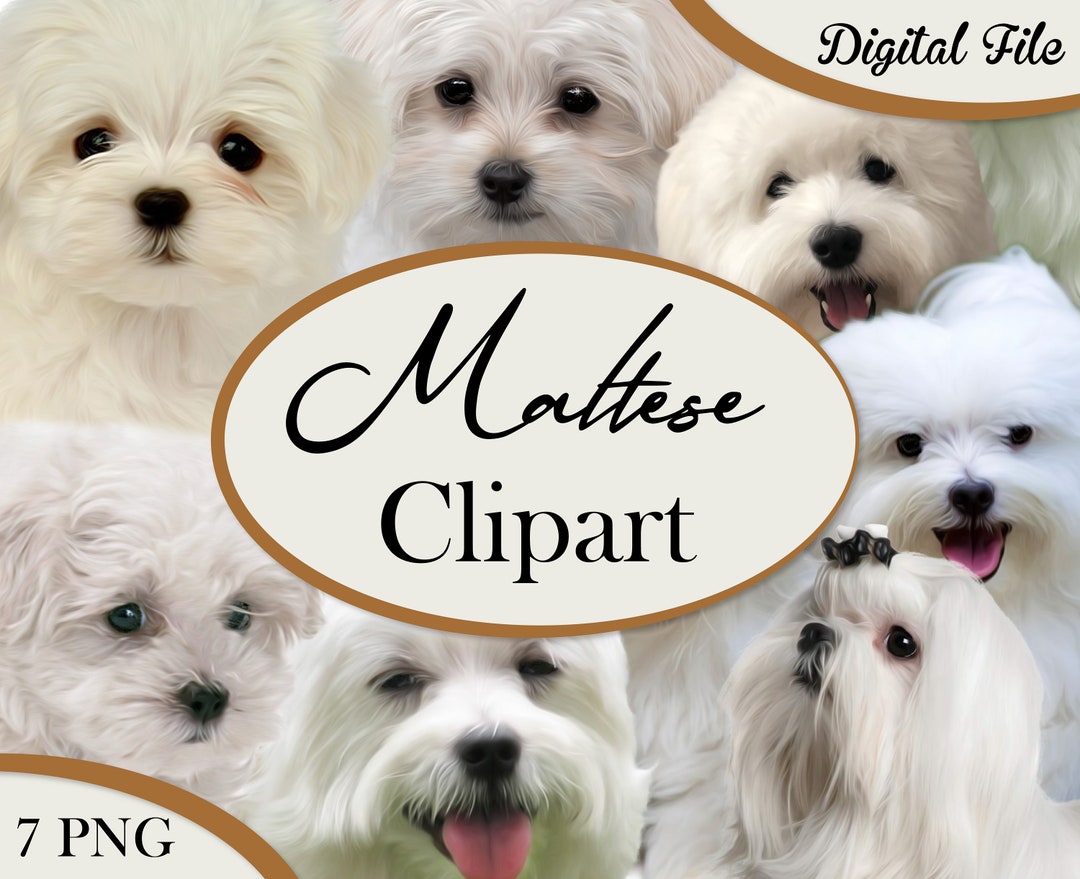 Malteser Clipart PNG Malteser Overlay Sublimation Design - Etsy Österreich