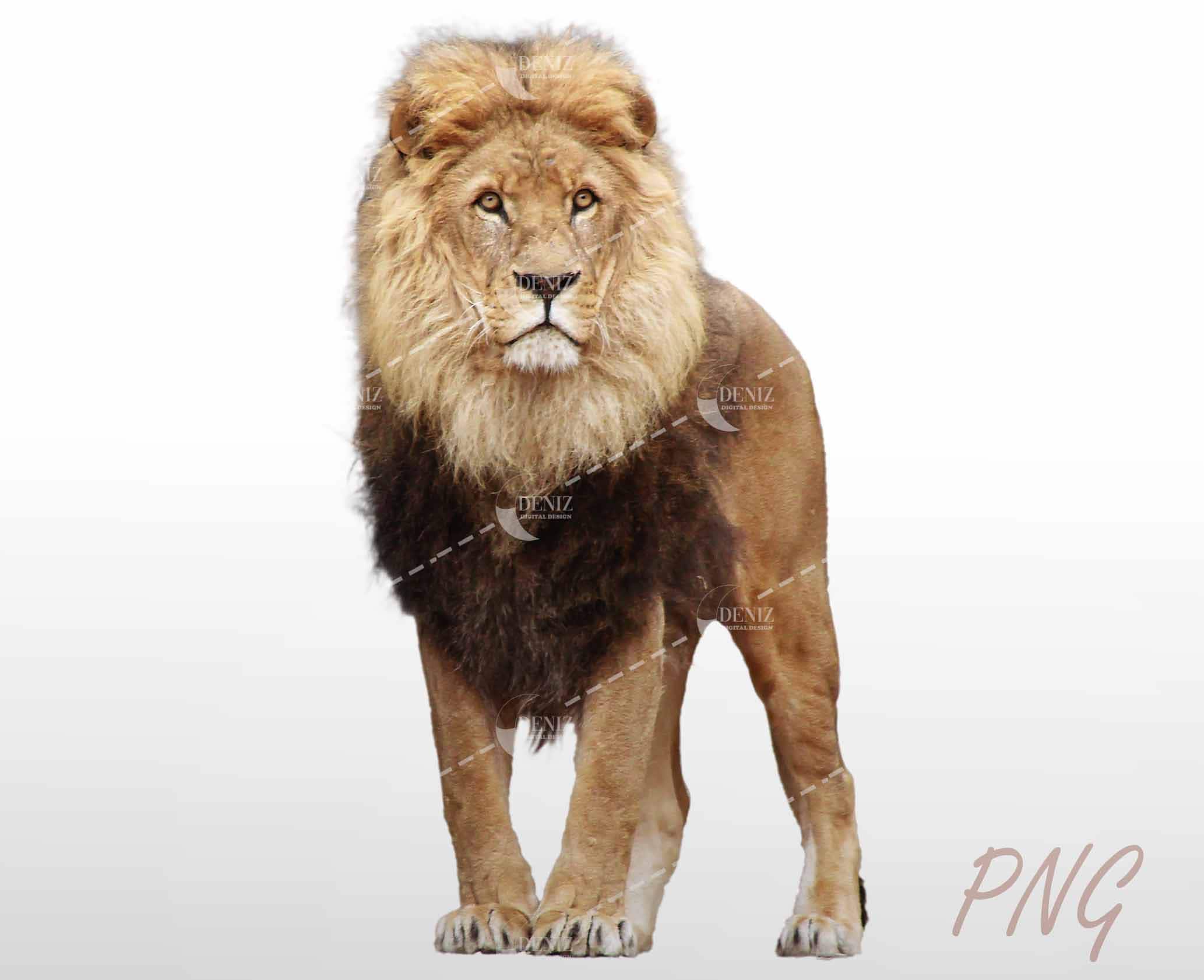 Lion Overlays, Lion Image PNG File Easily Downloadable, Lion Clipart ...