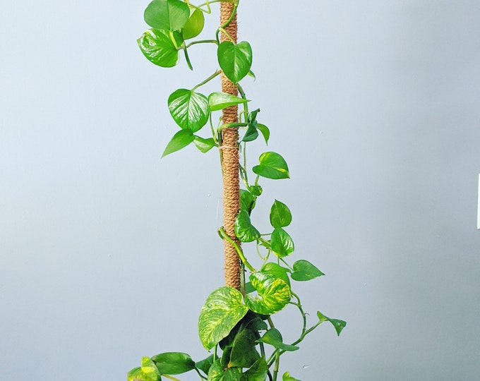 Professional Aroid Climbing Totem - Etsy