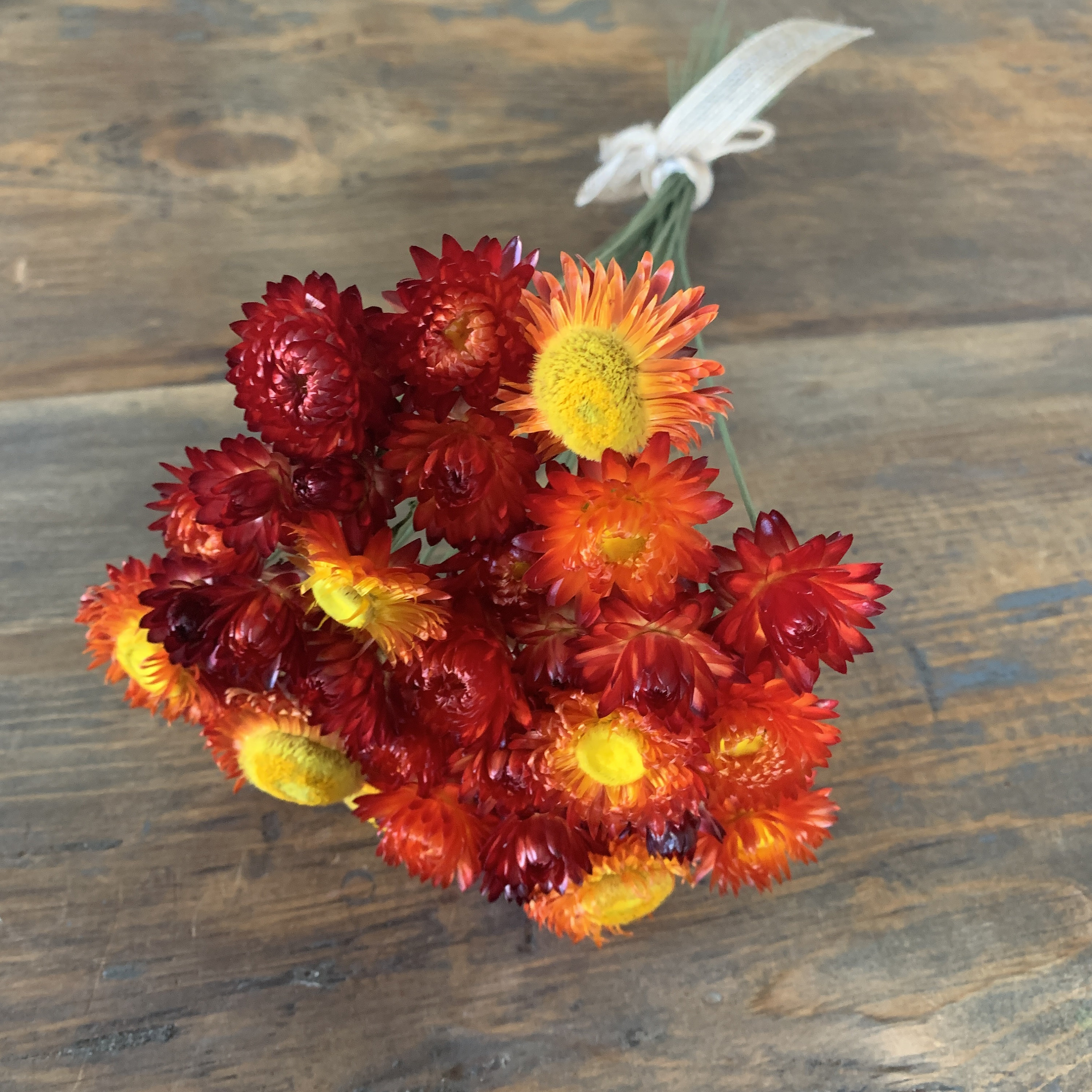 Scarlet Strawflower Stems Naturally Dried Strawflower Bouquet Red ...