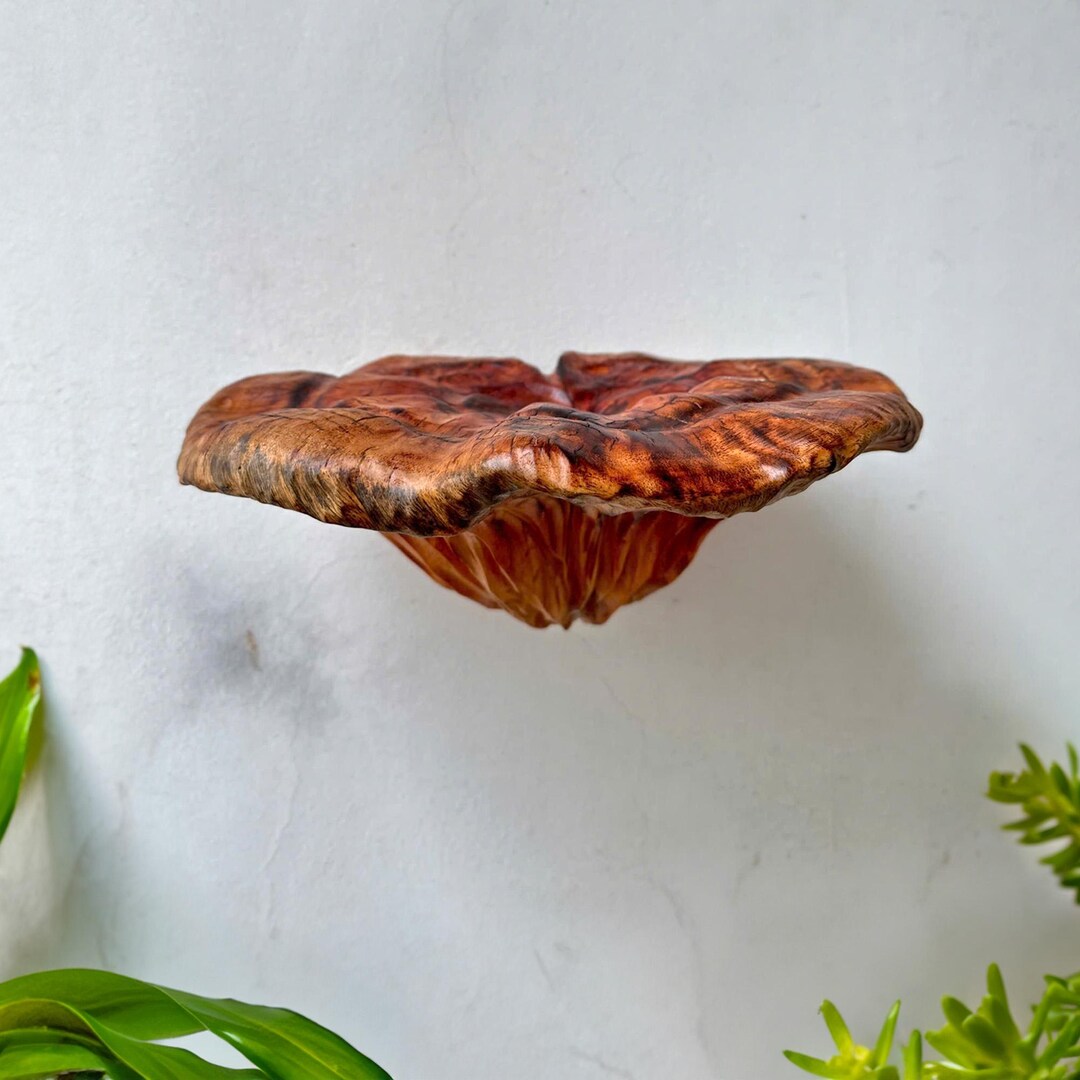 Solid Wood Floating Shell Shelf Wall Mount Rustic Wood Bookshelf ...