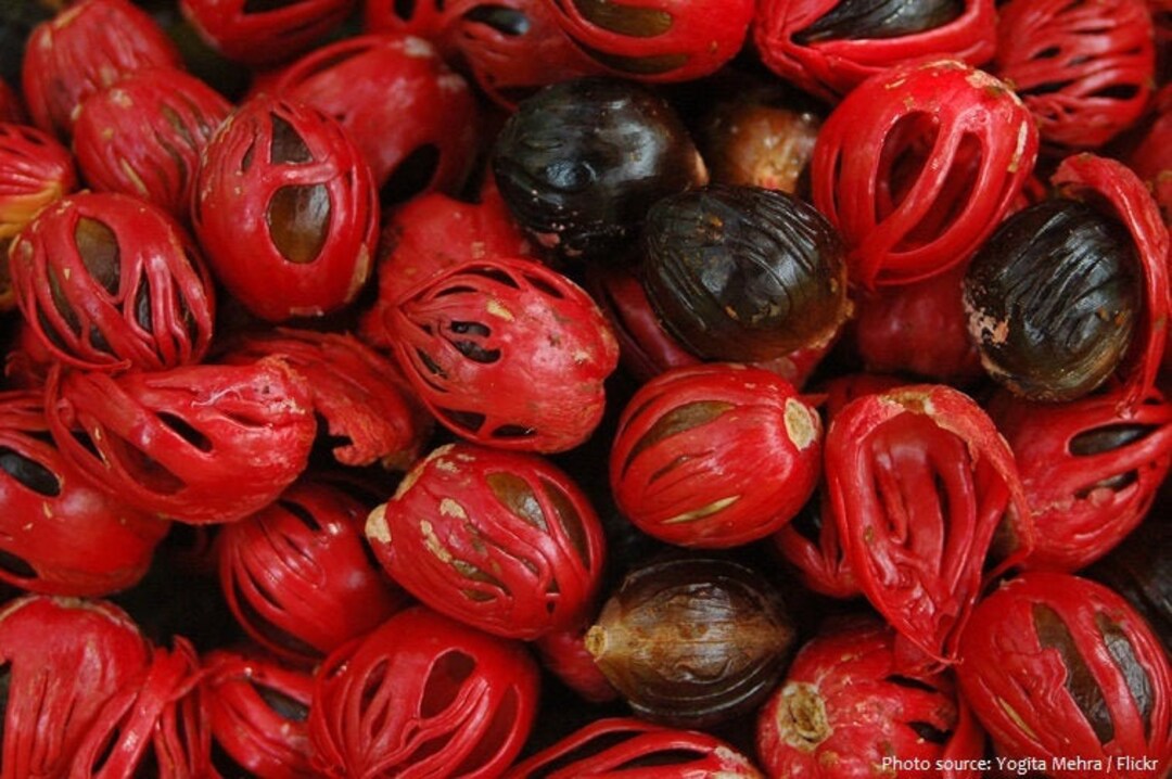 Premium Organic Nutmeg Seed Cover pure Ceylon Srilanka Spice - Etsy UK