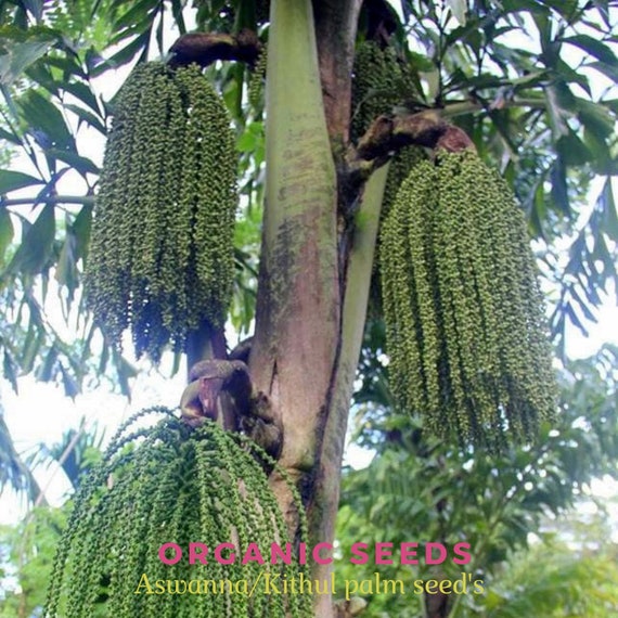 Kithul Plant Fishtail Palm the Miracle Palm Tree Seeds From | Etsy Hong ...