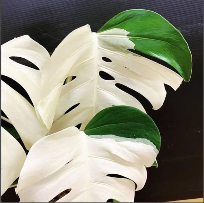 Raro muy abigarrado Monstera Deliciosa Albo Half Moon Rooted - Etsy España