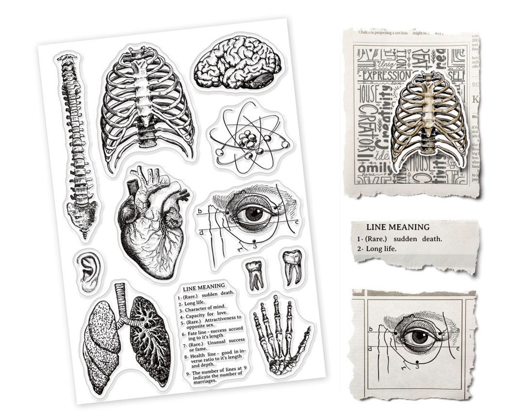 Clear Stamp Set, Stamps, Scrapbooking Anatomy - Etsy