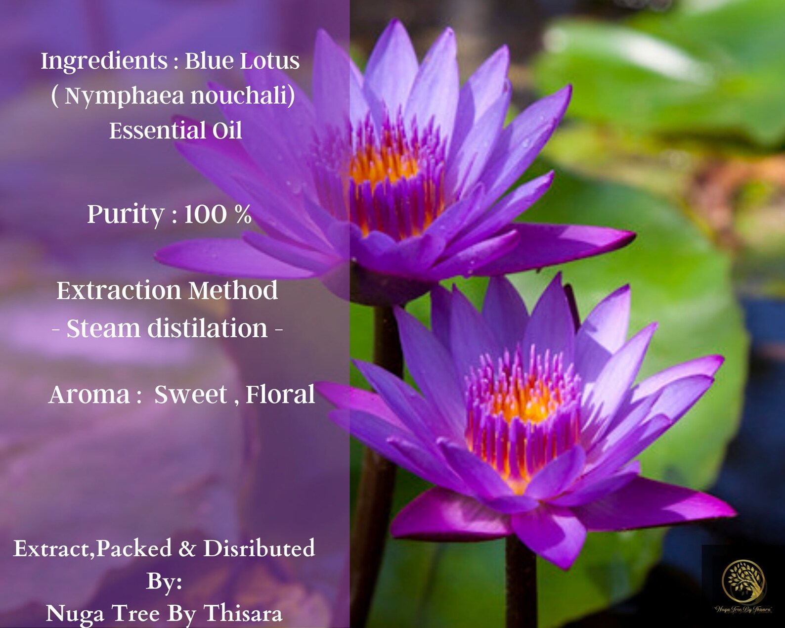 Blue Lotus Essential Oil 30 Ml 101 Oz 100 Pure Blue Etsy