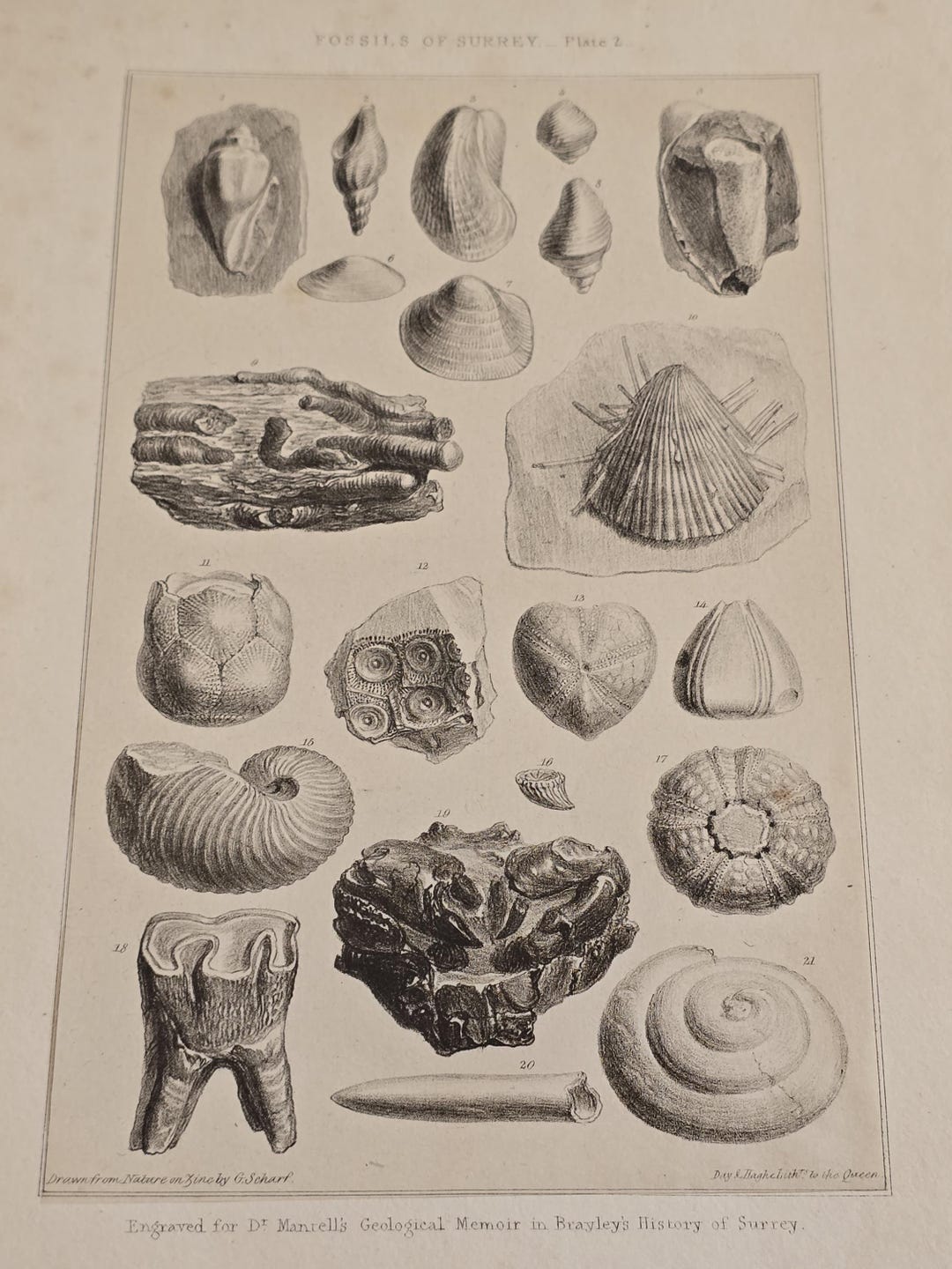 1840s Gideon Mantell Fossils of Surrey Plate Antique Geological ...