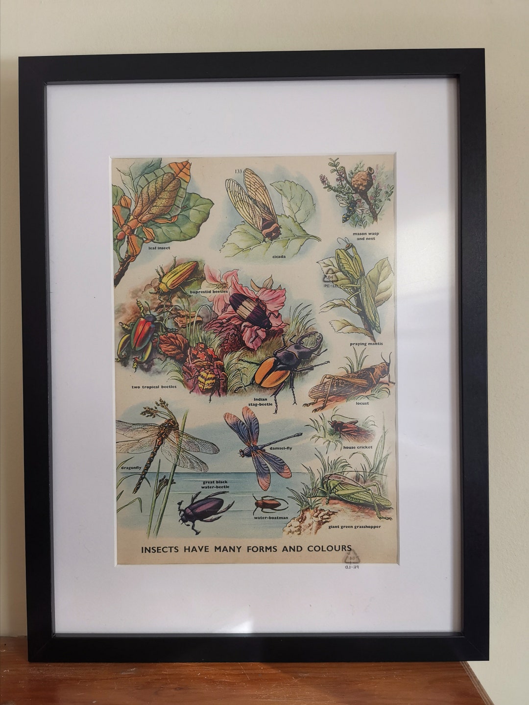 Vintage Insect Print, Original 1950s Plate, Mounted and Framed, Genuine ...