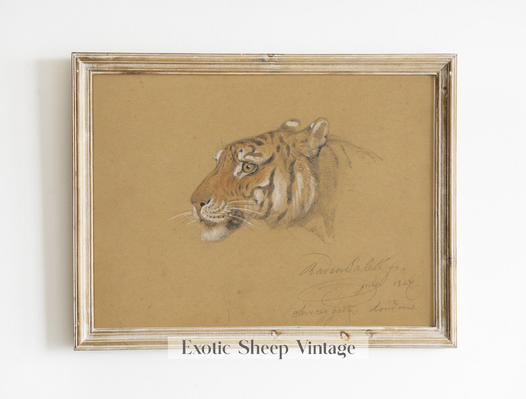 Tiger Sketch | Wild Decor | Tiger Art | Tiger Print | Tiger Drawing ...