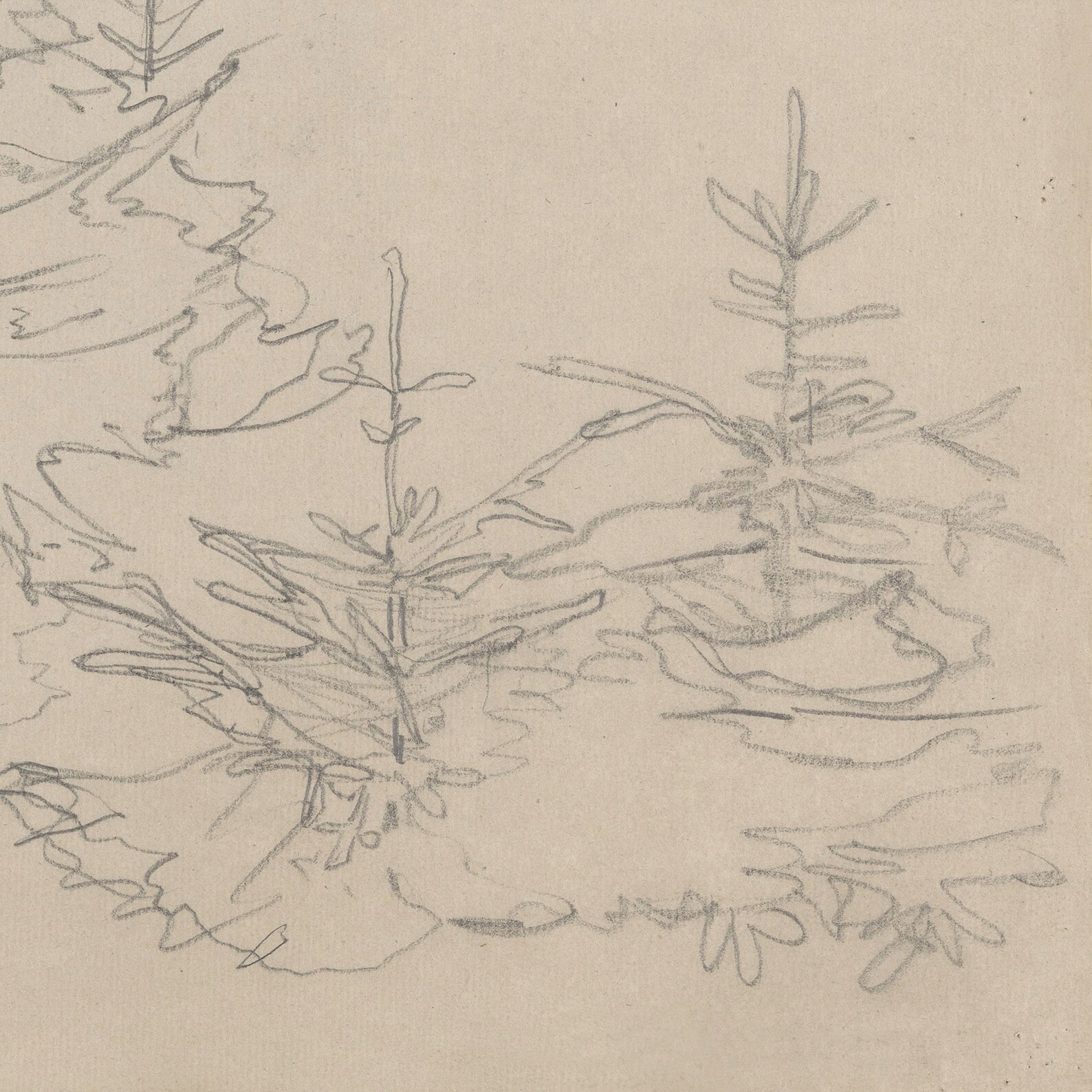 Vintage Pine Tree Sketch Printable | Muted Colors | Beige & Gray Decor ...