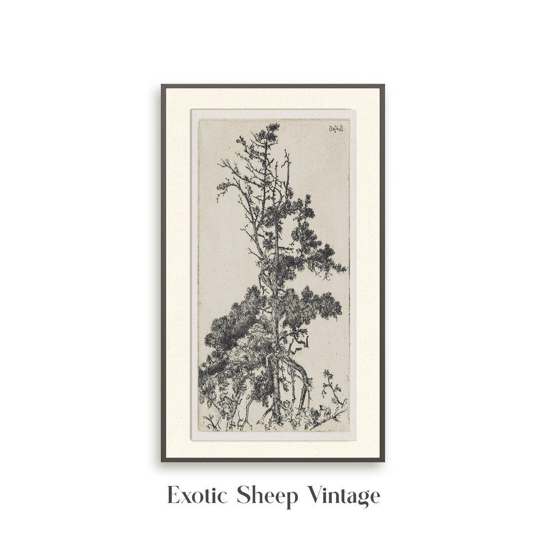 Vintage Tree Drawing | Sketch Art | Pine Tree Sketch | Tree Drawing ...