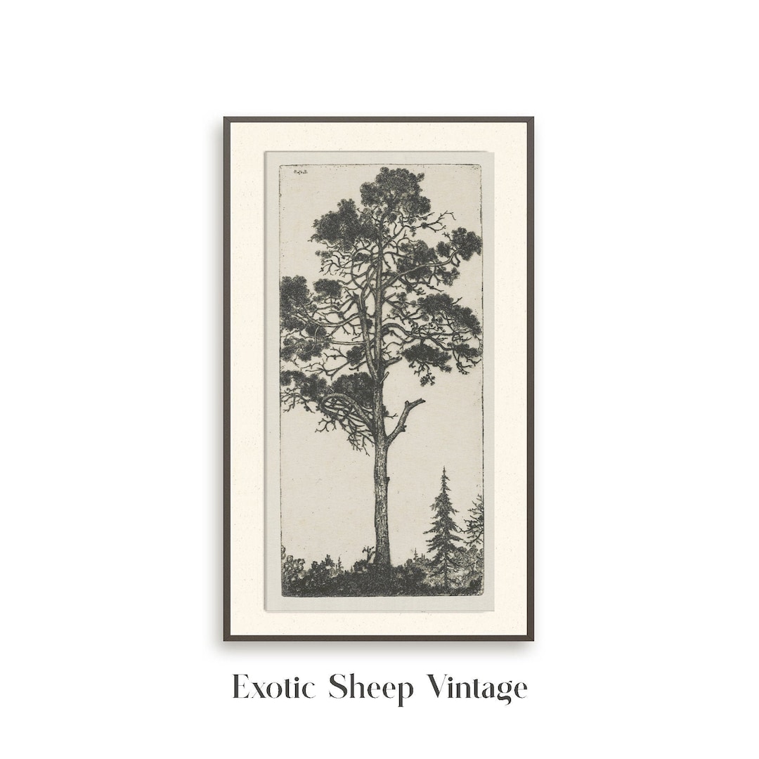 Vintage Tree Drawing | Sketch Art | Pine Tree Sketch | Tree Drawing ...