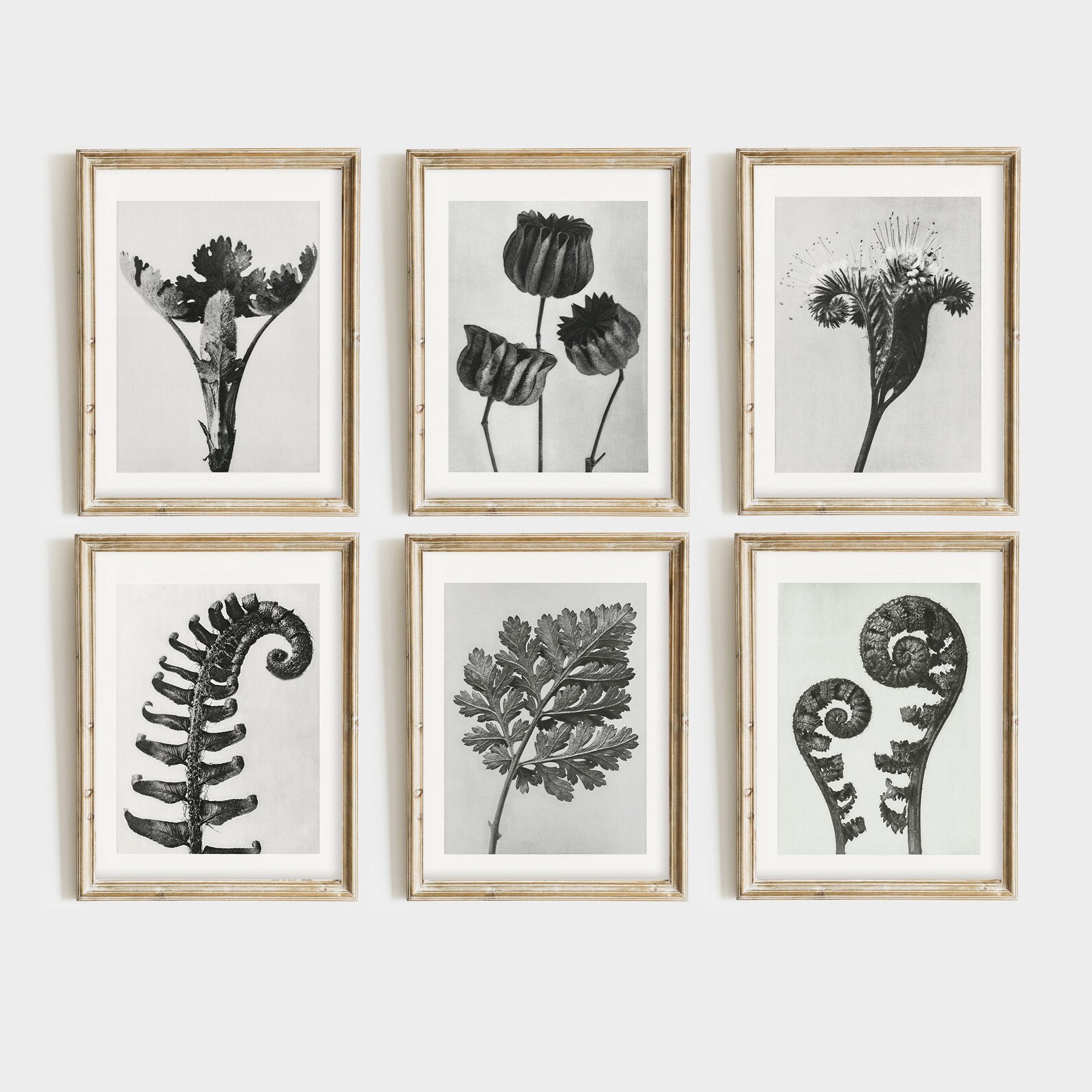 Modern Botanical Print Set of 6 Black and White Botanical Print Set ...