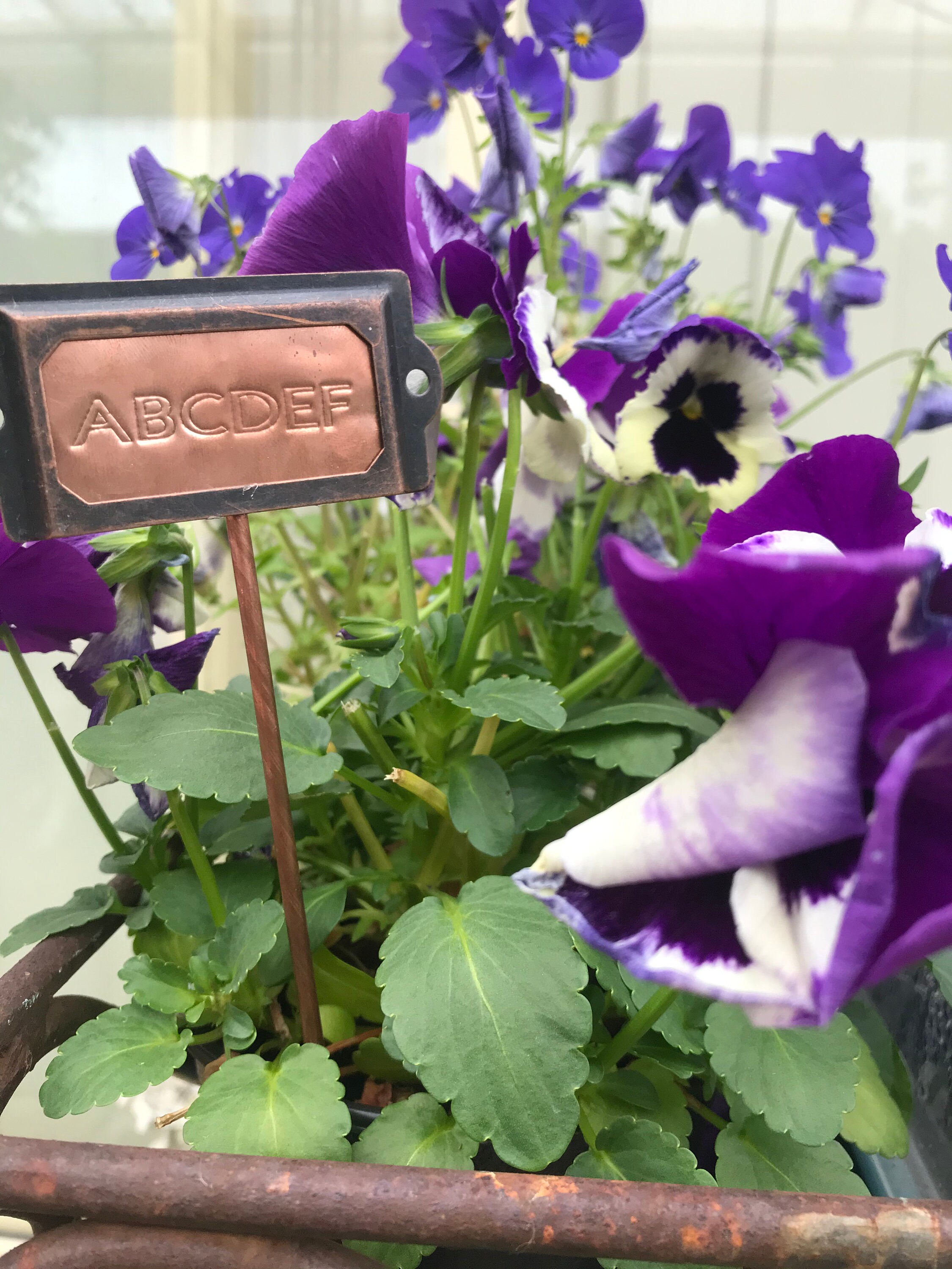 4 Pack Spaghetti Bolognese Garden Label Copper Garden Tag - Etsy