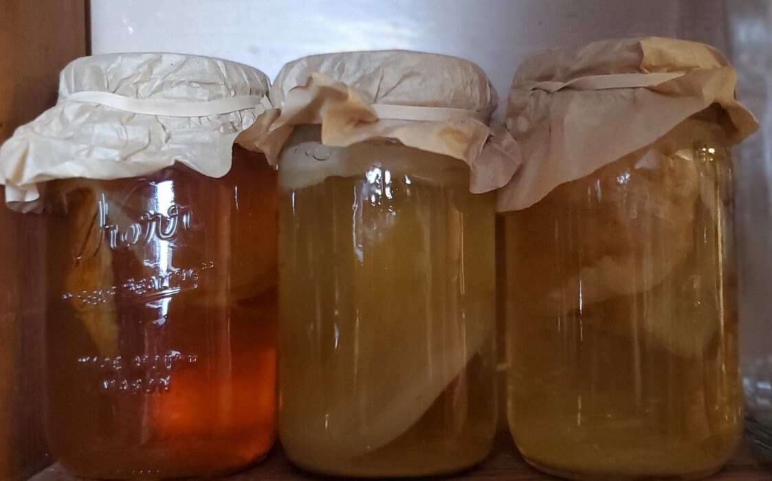 Authentic Jun Scoby With Full Cup Strong Starter Liquid - Etsy