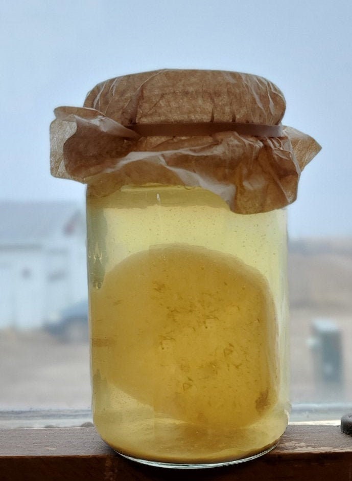 Authentic Jun Scoby With Full Cup Strong Starter Liquid - Etsy