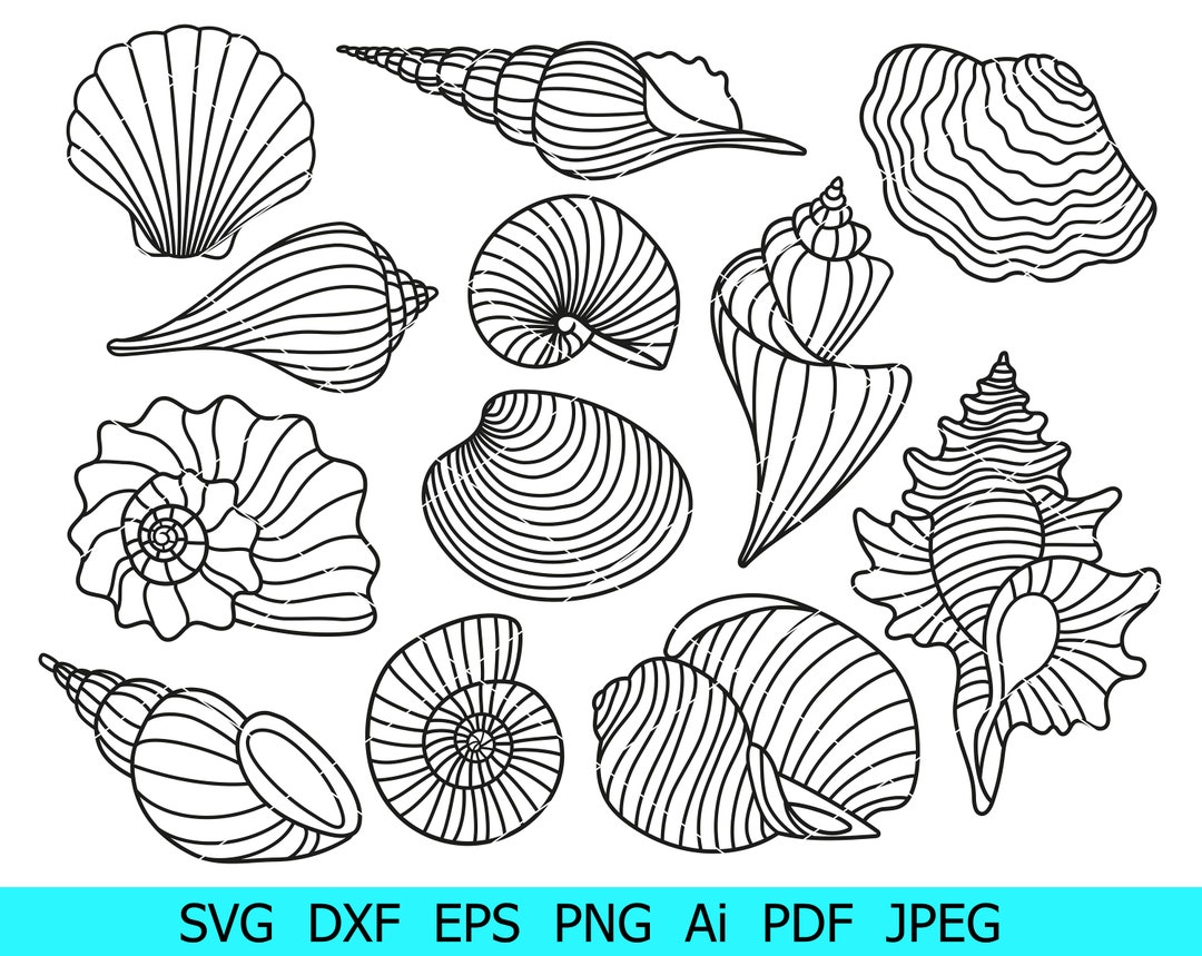 Seashell Svg, Ocean Png, Seashell Bundle Svg, Seashell Clipart, Sea ...