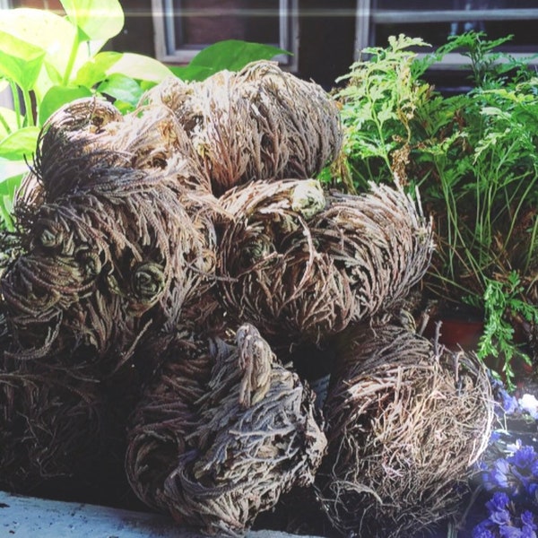Rose of Jericho - Etsy