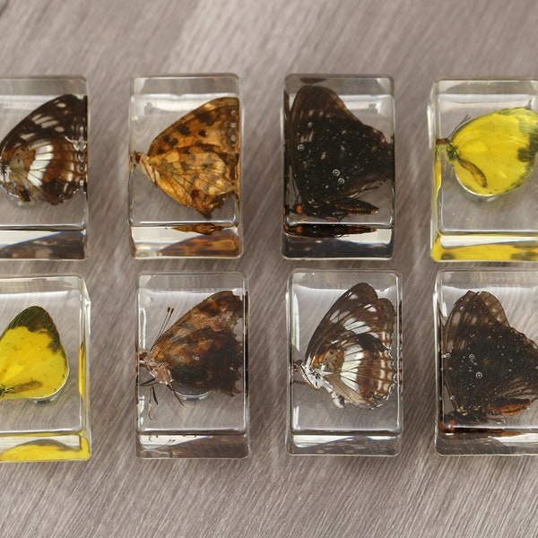 Butterfly Knob - Etsy