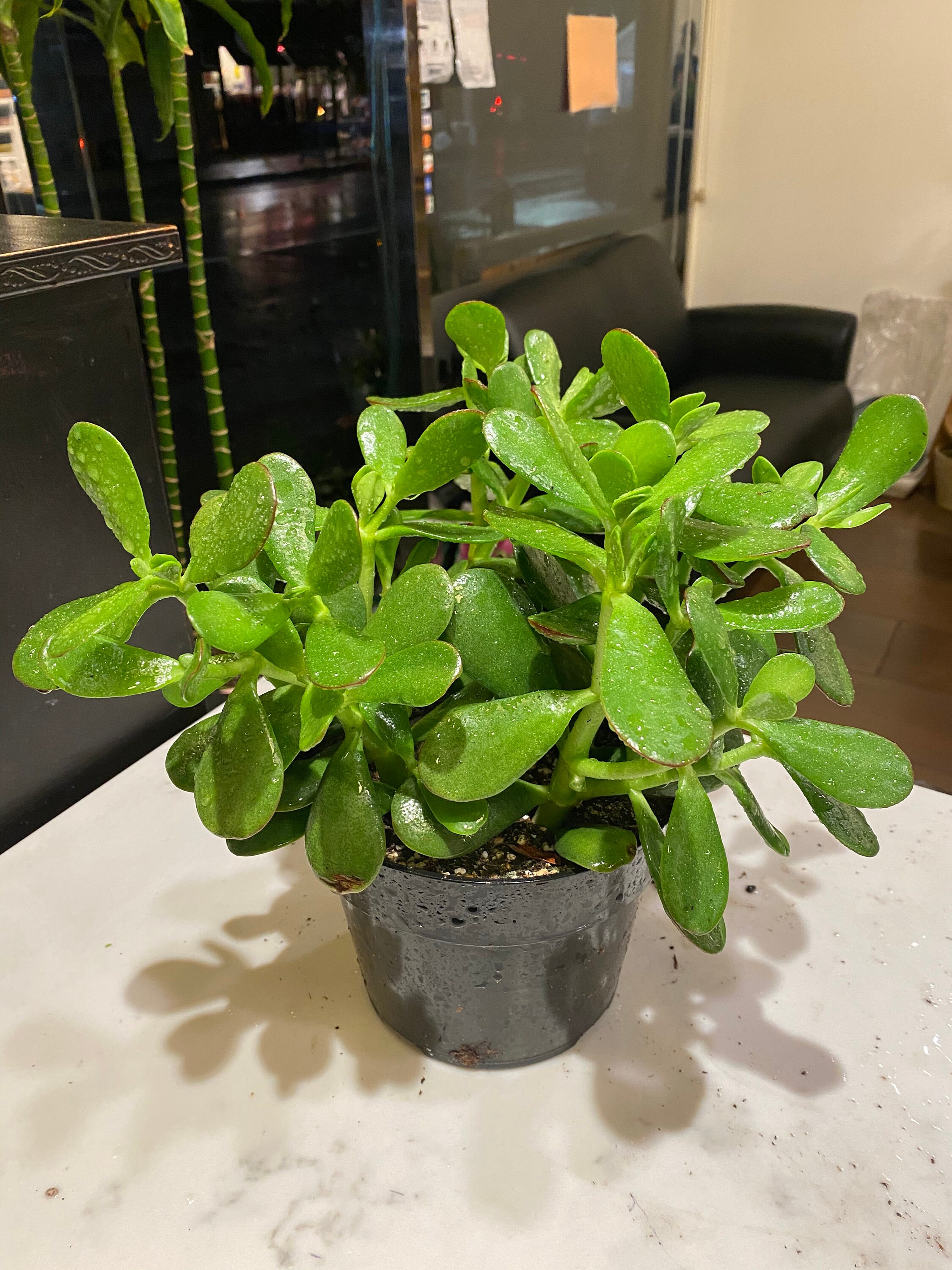 6 potted Jade Plant | Etsy