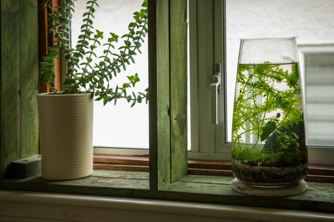 DIY Ecosphere Kit - Dragon Stone - Aquatic Ecosystem - Etsy