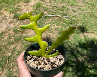 Ric Rac Cactus | Etsy