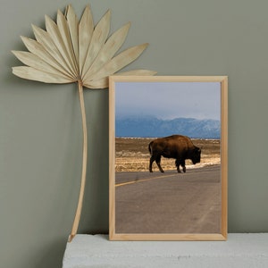 Buffalo Crossing the Road Digital Print - Etsy