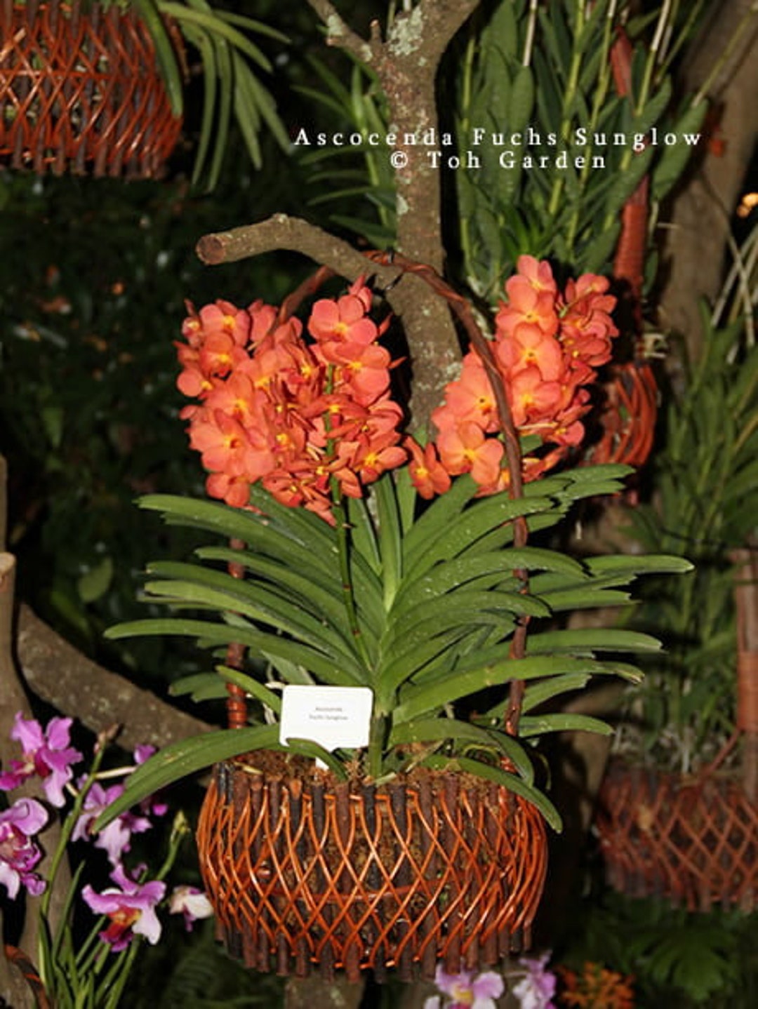 Ascda Fuchs Sunglow 'NN', Orchid Plant, - Etsy