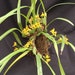 Maxillaria Variabilis, Yellow, Orchid Species - Etsy