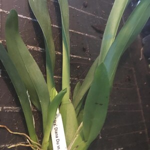 Bllra Diana Duan 'newberry', Orchid Plant - Etsy