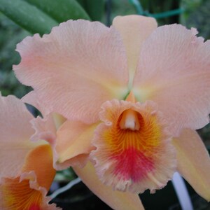 Blc George King 'serendipity', Orchid Plant, Shipped in Pot - Etsy