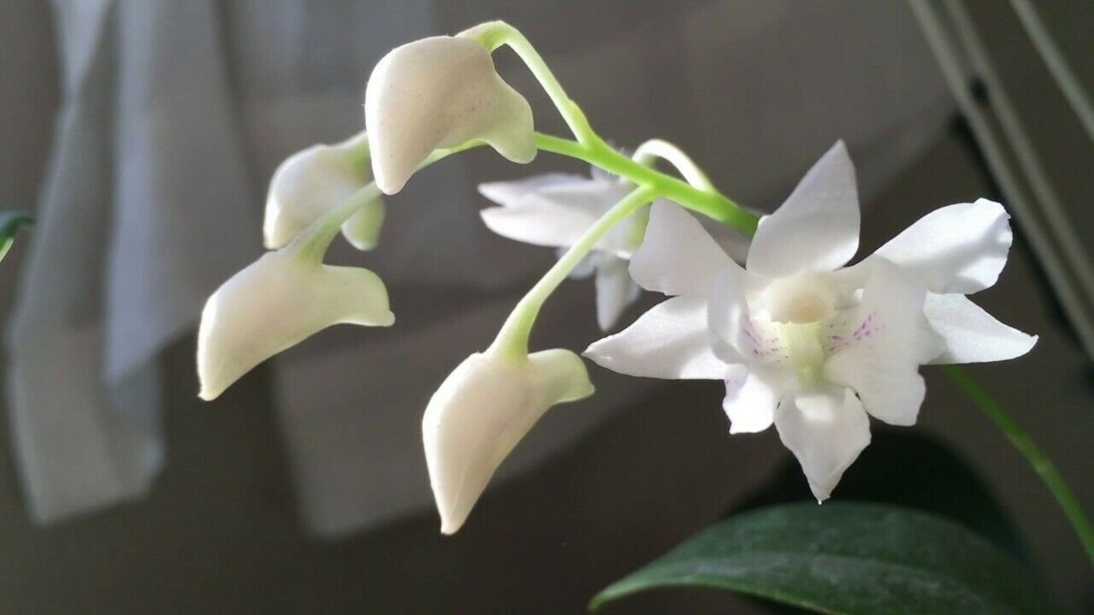 Dendrobium Mini Snowflake Orchid Plant WITH 2 SPIKES - Etsy