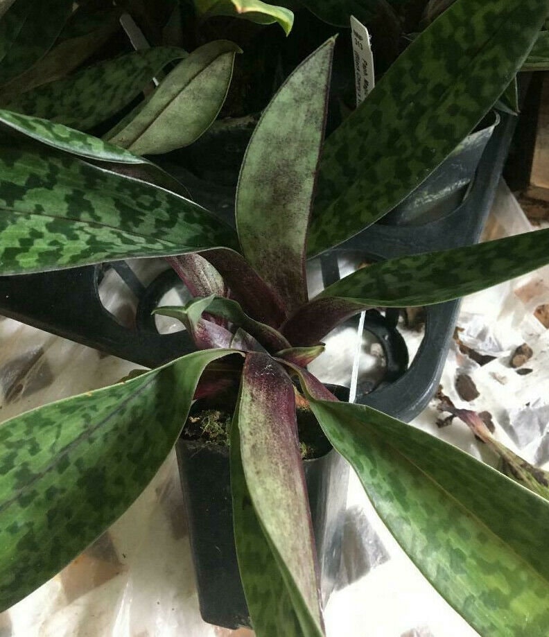 Paph makuli-curtisii Maudiae X Maudiae 'napa | Etsy