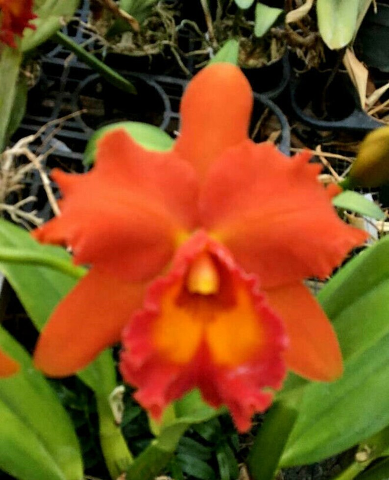 orchid plant SHIPPED In POT RLC Asia Pacific Ferns, Grasses & Bamboo ...