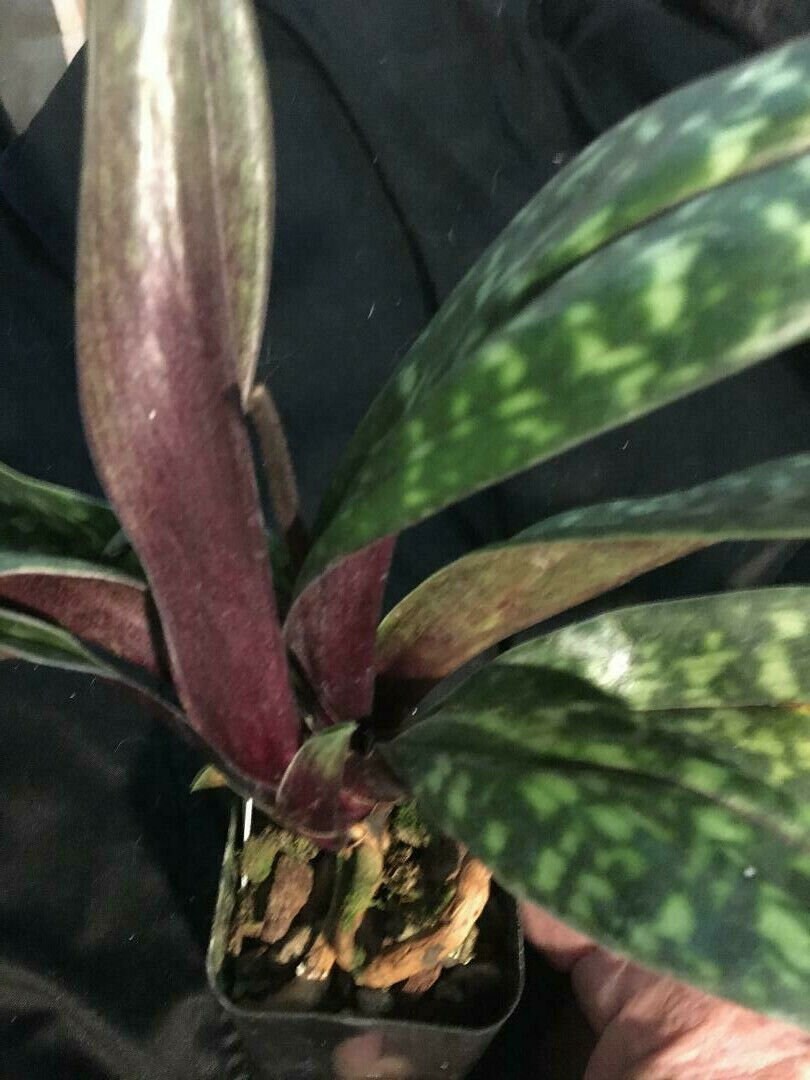 Paph makuli-curtisii Maudiae X Maudiae 'napa | Etsy
